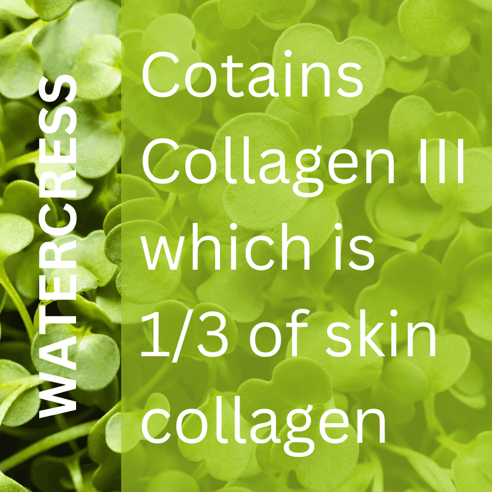 Collagen Boost Serum ENDLESS PURE