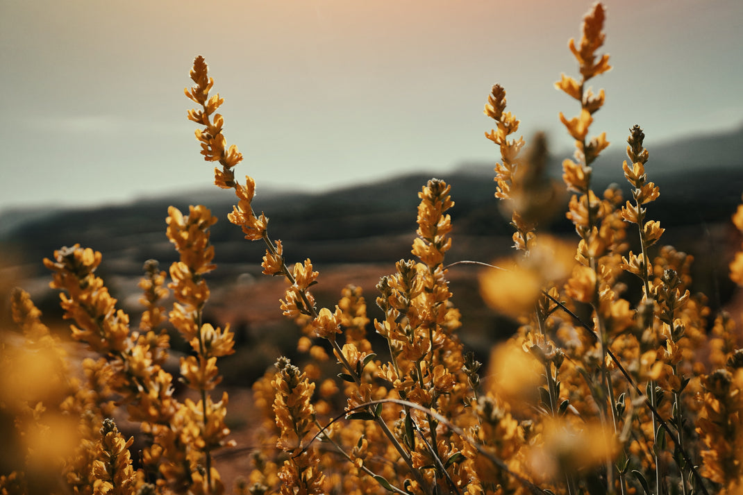 ENDLESS PURE | Shop of natural skincare | Anti-age serums and creams